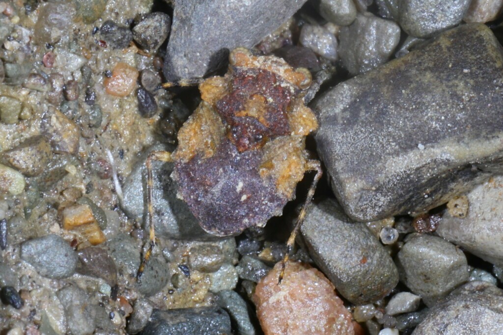Big-eyed Toad Bug in September 2022 by mistycal · iNaturalist