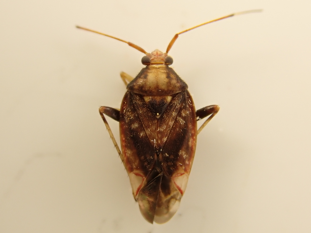 Chinamiris from Unitec Mt Albert Campus, Mount Albert, Auckland, North ...