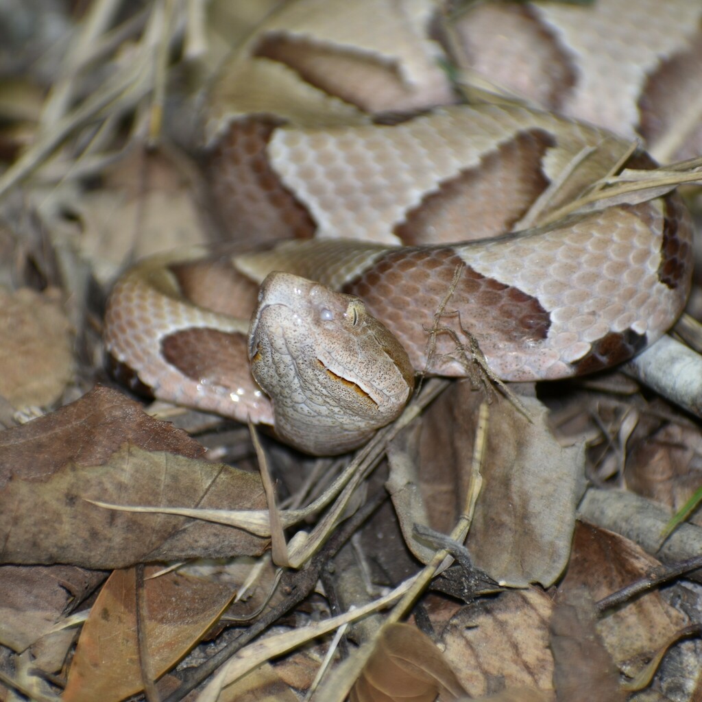 Eastern Copperhead from 16419 US-287, Tennessee Colony, TX 75861, USA ...