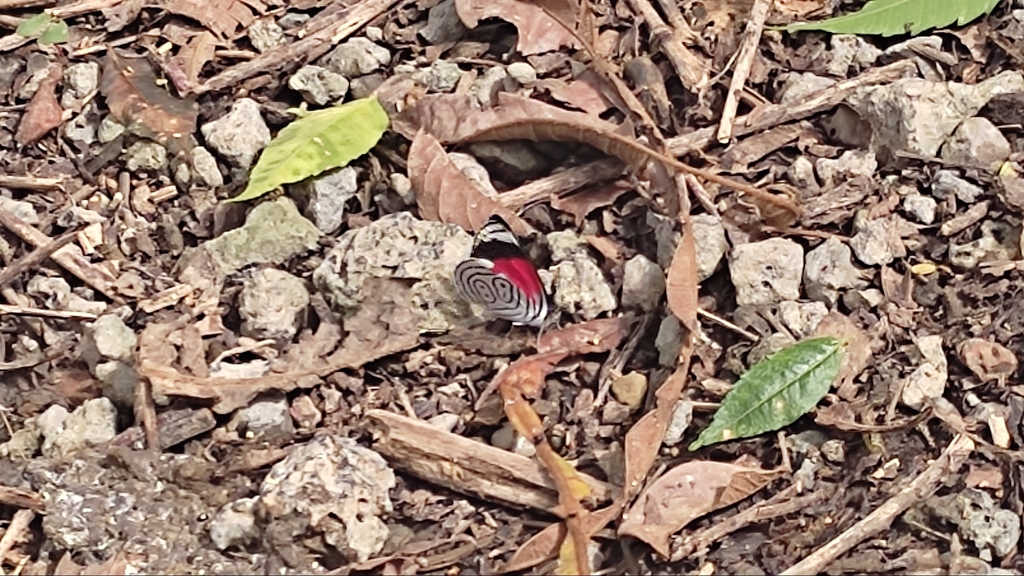 Diaethria anna anna from 94454 Ver., México on December 02, 2022 by ...