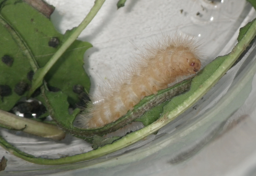 Muslin Moth from Russia, Novosibirsk Academy Town environs, open pine ...