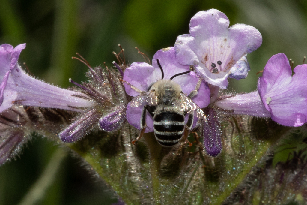 Urbane Digger Bee from Los Angeles County, CA, USA on July 10, 2022 at ...