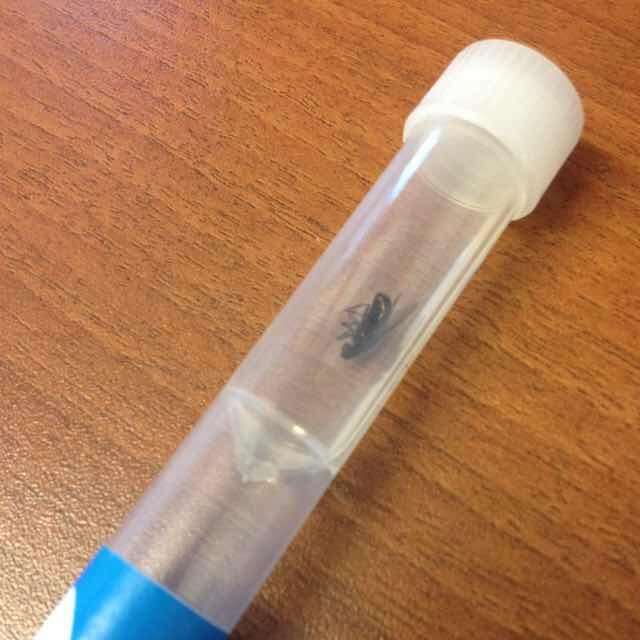 Australian Sheep Blow Fly (Diptera (flies) of the British Indian Ocean ...