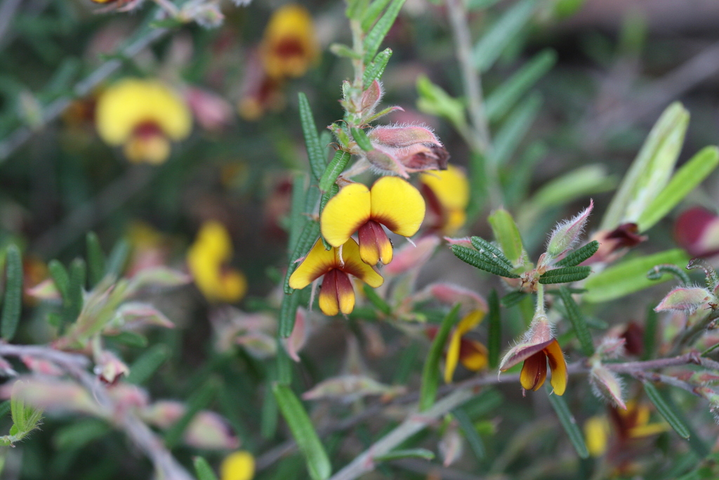 common brown pea (Bossiaea eriocarpa) - Botanical Realm