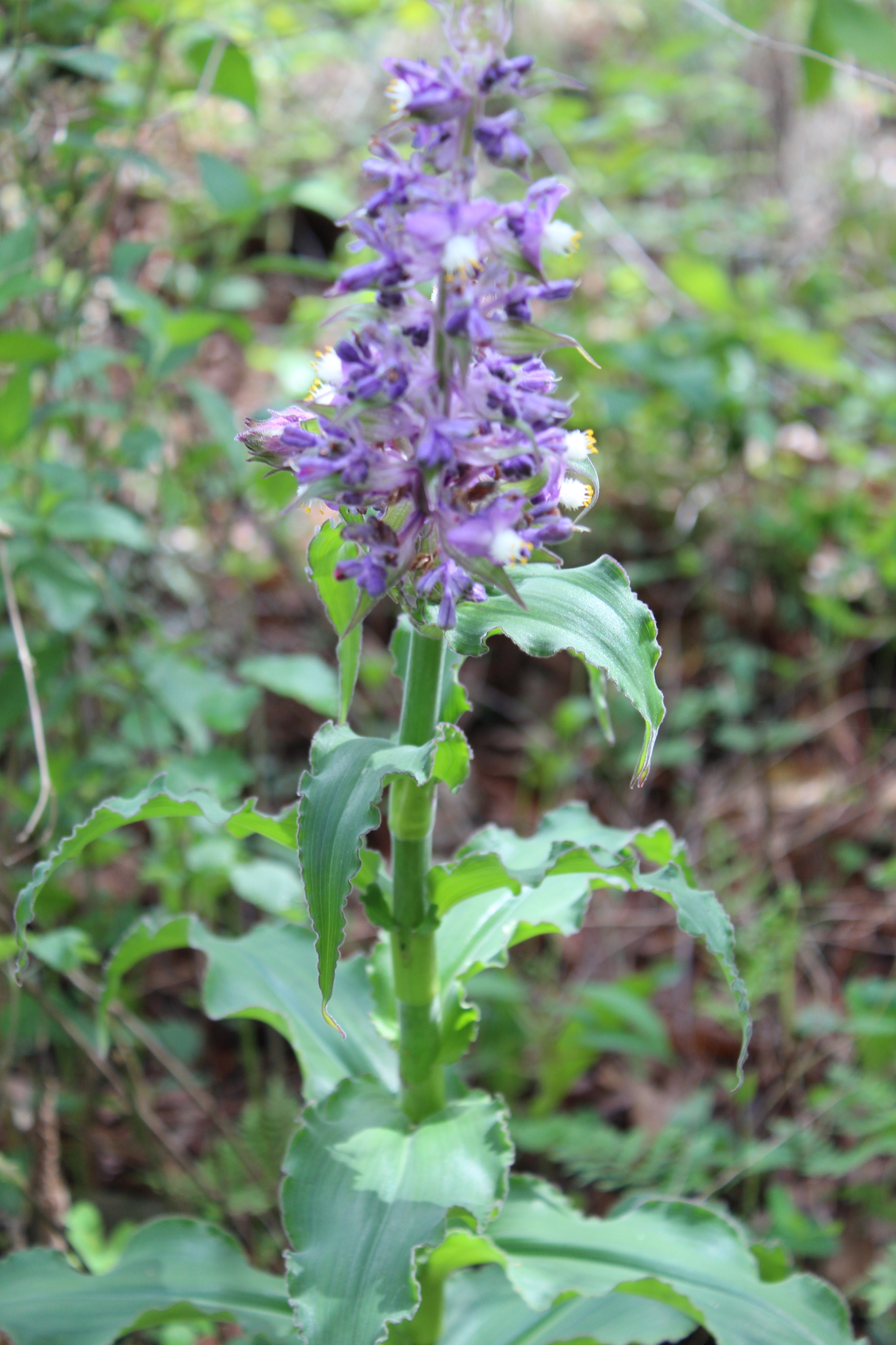 Thyrsanthemum floribundum (M.Martens & Galeotti) Pichon