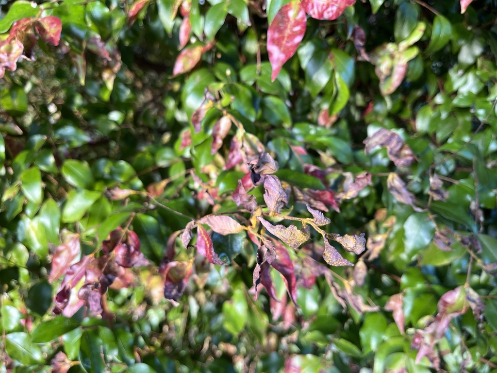 Myrtle Rust from Forest Park, Orbost, VIC, AU on November 30, 2022 at ...