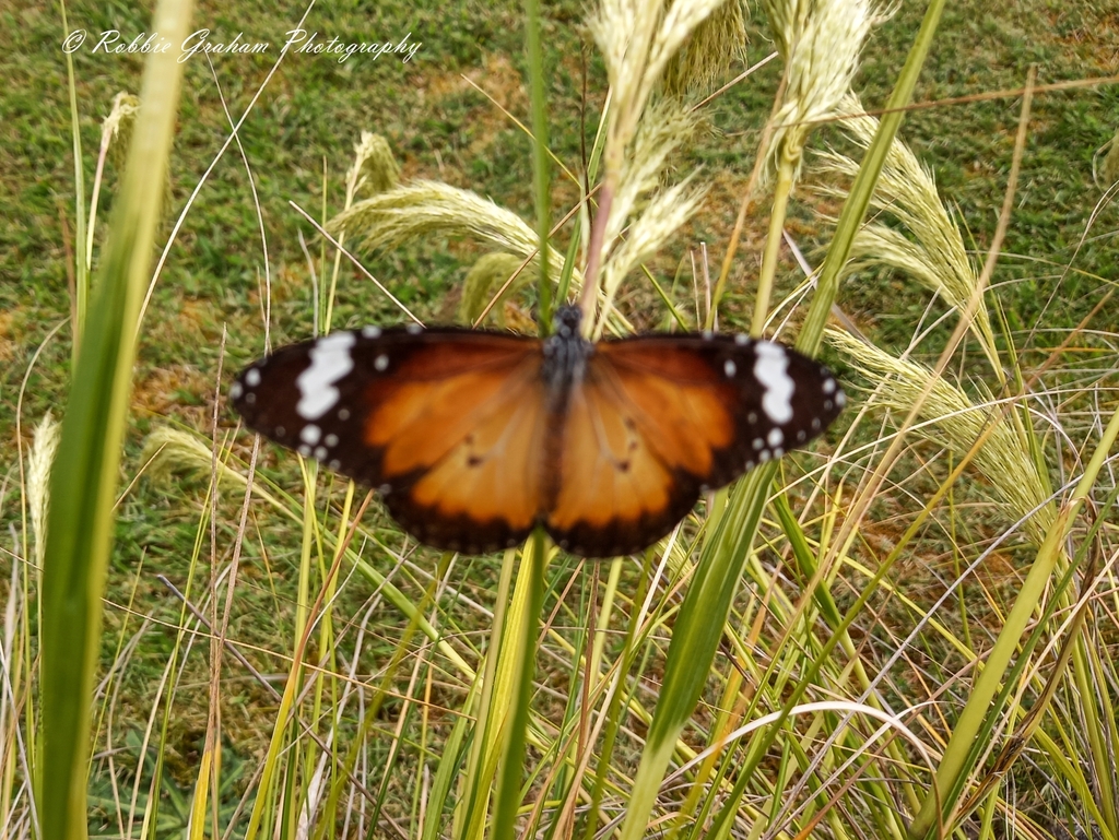 Lesser Wanderer from Waitahanui, New Zealand on December 06, 2022 at 03 ...