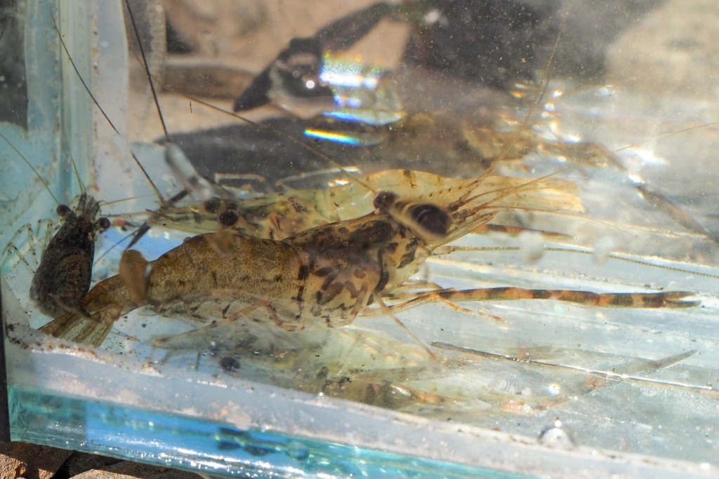 River Prawns from Brisbane QLD, Australia on August 21, 2022 at 09:45 ...