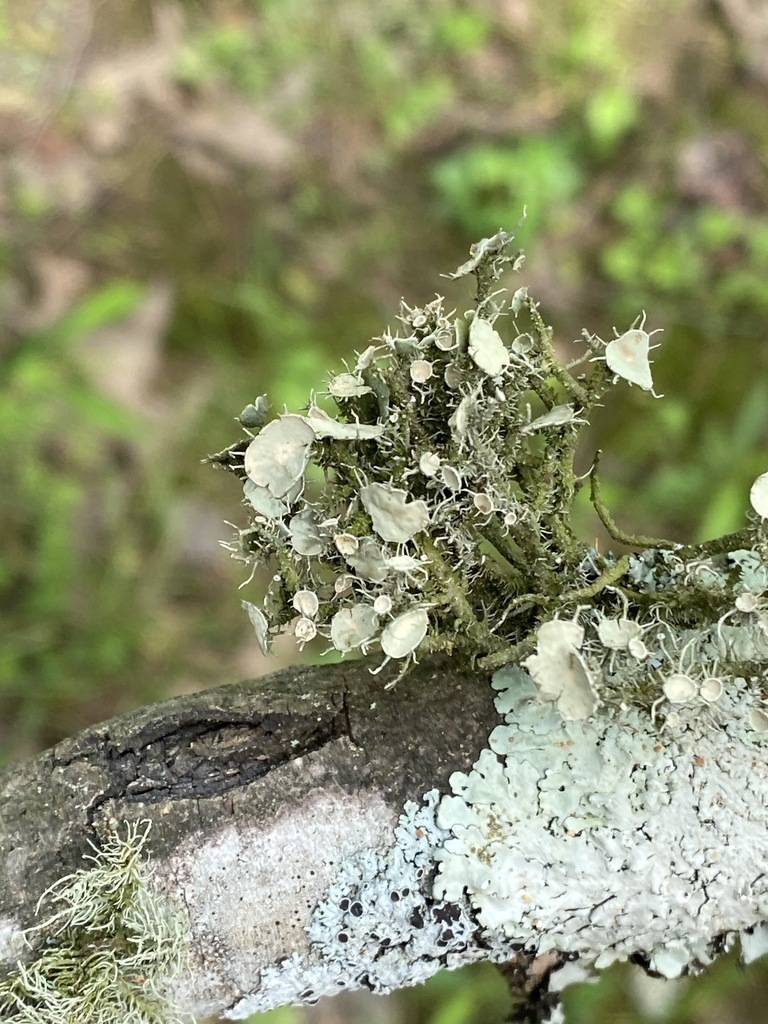 beard lichens from Hays Nature Preserve, Madison Co., AL, USA on April ...