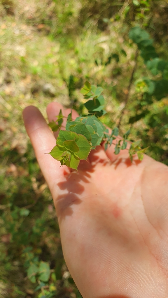 spiny bush-pea from Blackstone QLD 4304, Australia on December 6, 2022 ...