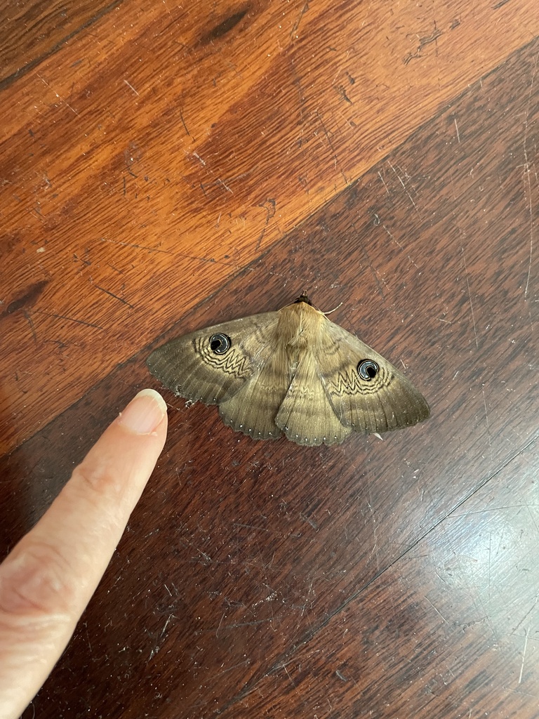 Southern Moon Moth from Saint Georges Rd, Toorak, VIC, AU on December ...