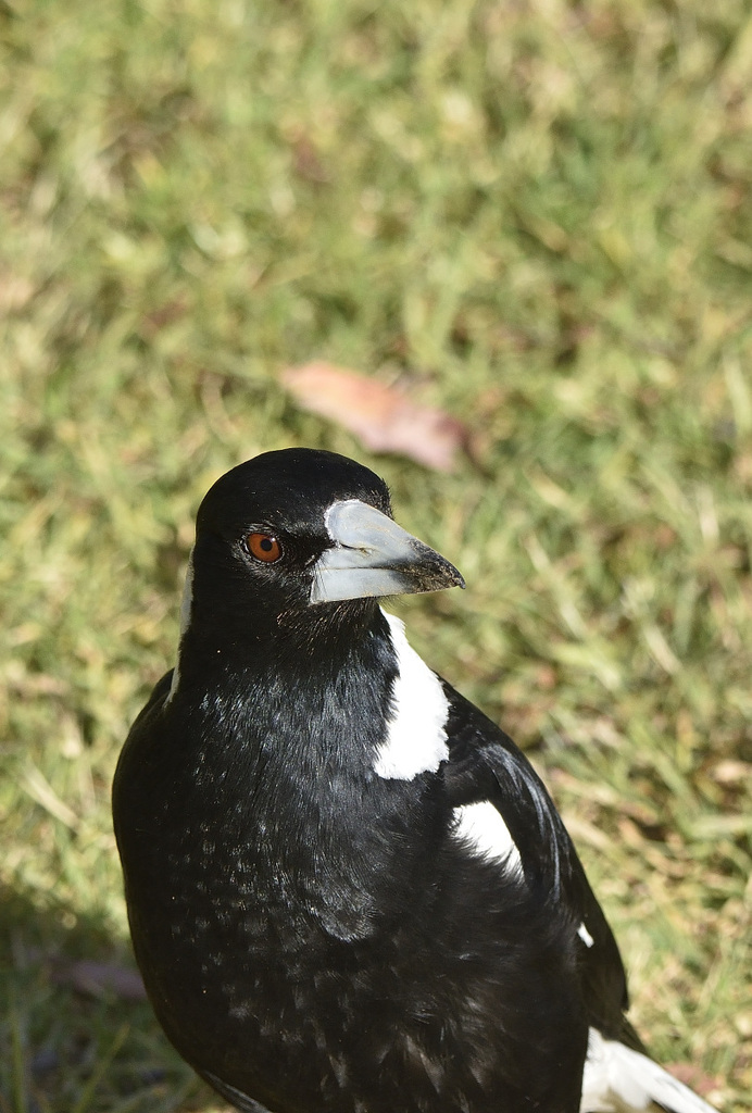 Eastern Black-backed Magpie from Avisford Nature Reserve, Mudgee NSW ...