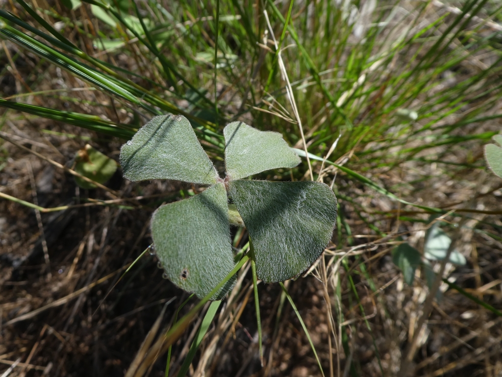 Common Nardoo in November 2022 by caliologist · iNaturalist