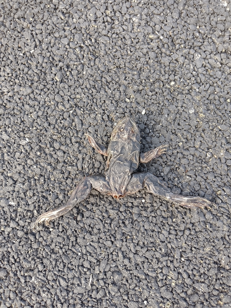 Indus Valley Bullfrog from Alappuzha, IN-KL, IN on December 5, 2022 at ...