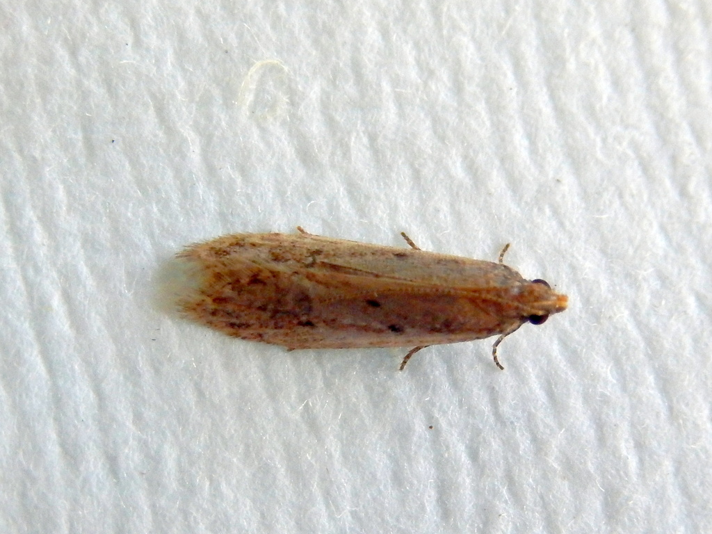 Ardozyga from Sydney NSW, Australia on December 6, 2022 at 07:28 AM by ...