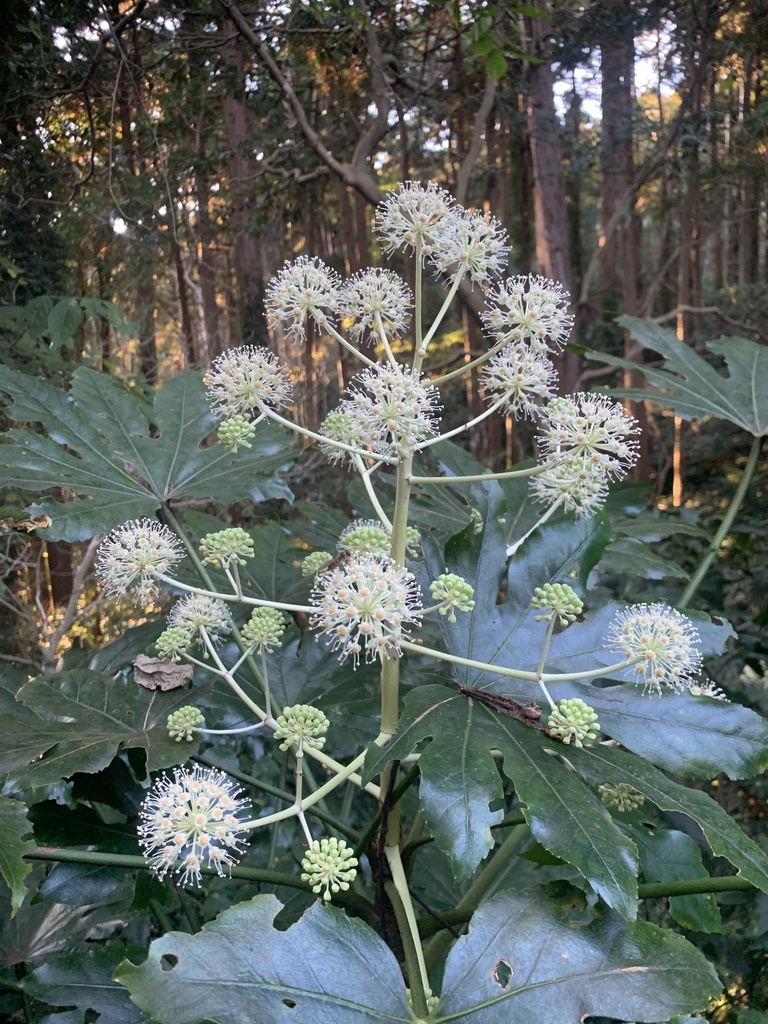 Japanese aralia from Sasuke 2-Chōme, Kamakura, Kanagawa, JP on November ...