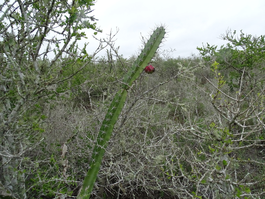 Triangle cactus from Soto la Marina, Tamps., México on November 22 ...