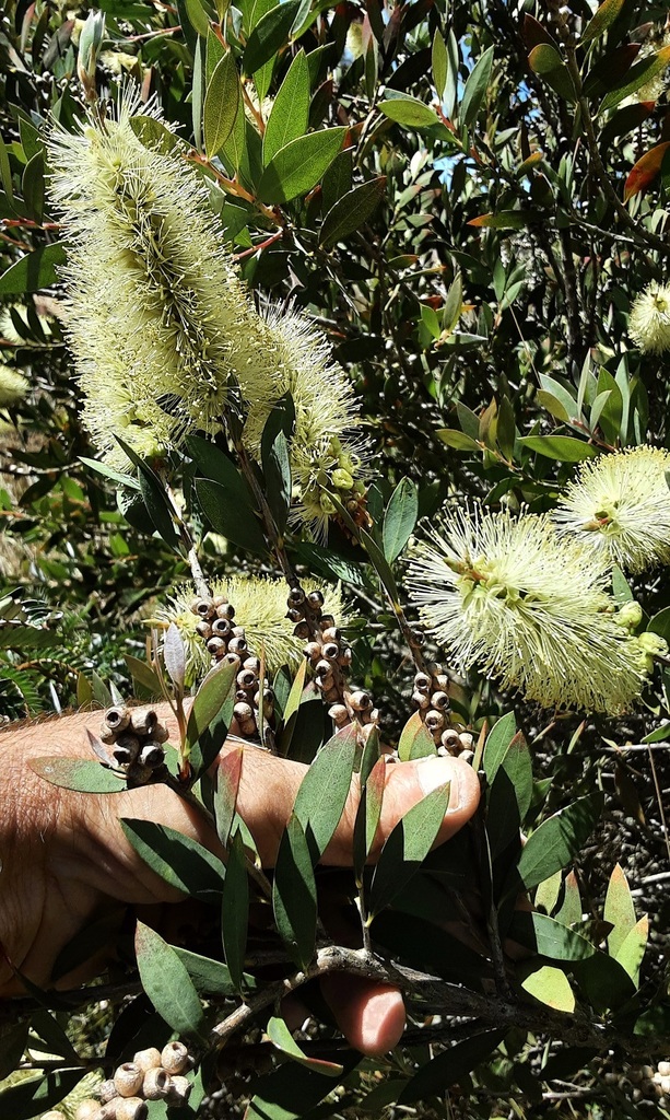 Lemon Bottlebrush from Capertee NSW 2846, Australia on December 06 ...