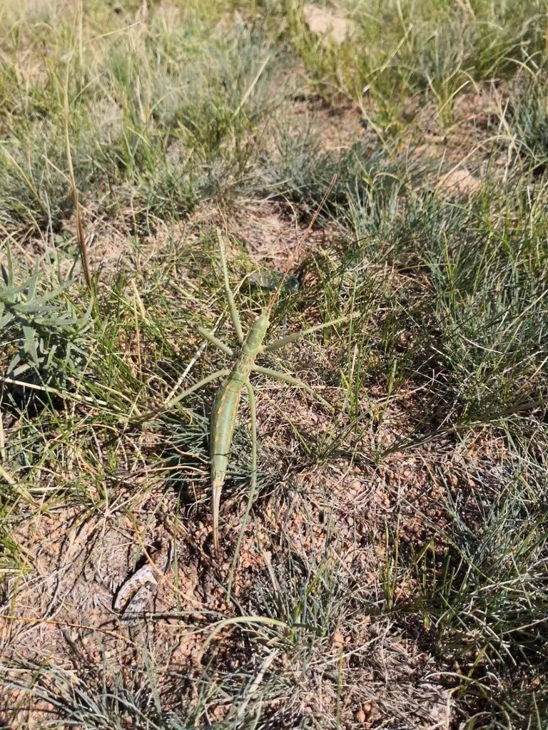 Predatory Bush-cricket in July 2020 by njeewrsey1 · iNaturalist