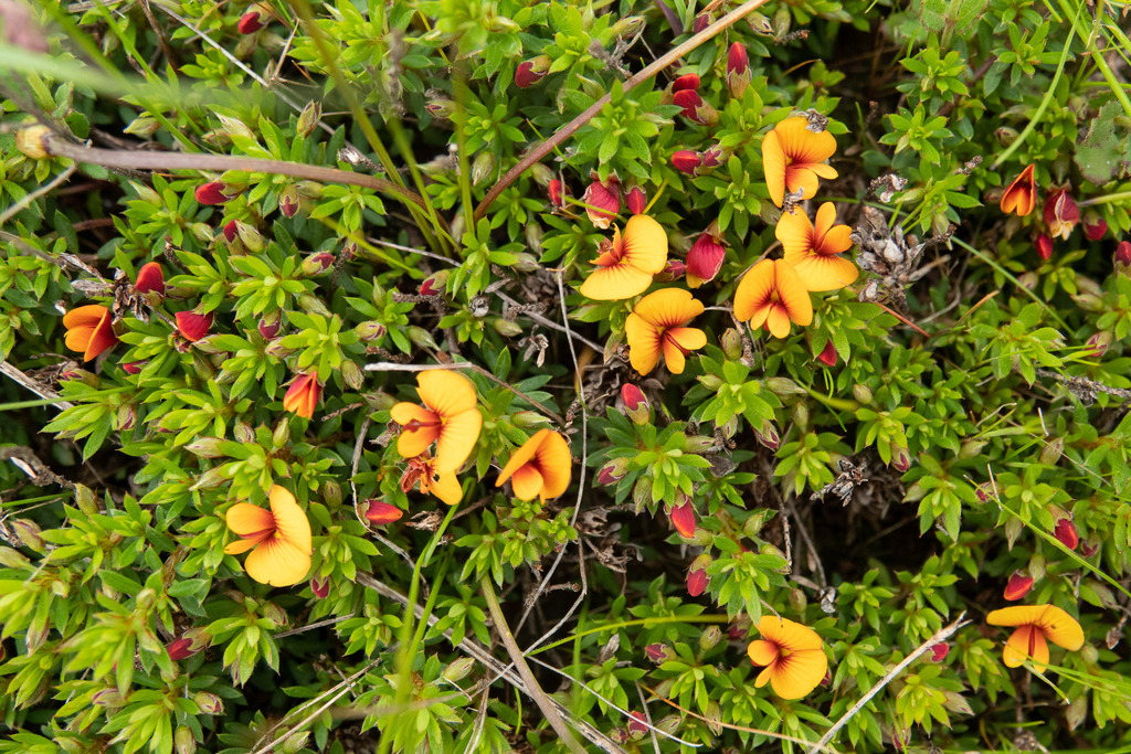 Bush-peas from Ararat, Victoria, Australia on October 04, 2022 at 01:28 ...