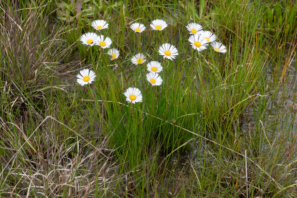 swamp daisy from S. Grampians Bal, Victoria, Australia on October 04 ...