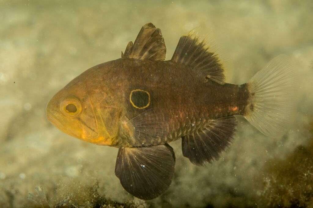 Two-eyed Cardinalfish from Sydney NSW, Australia on December 6, 2022 at ...