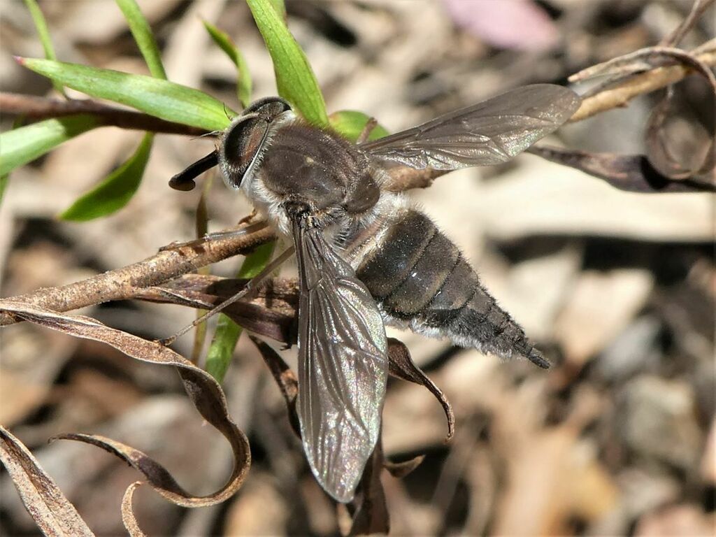 Trichophthalma from Bodalla NSW 2545, Australia on December 03, 2022 at ...