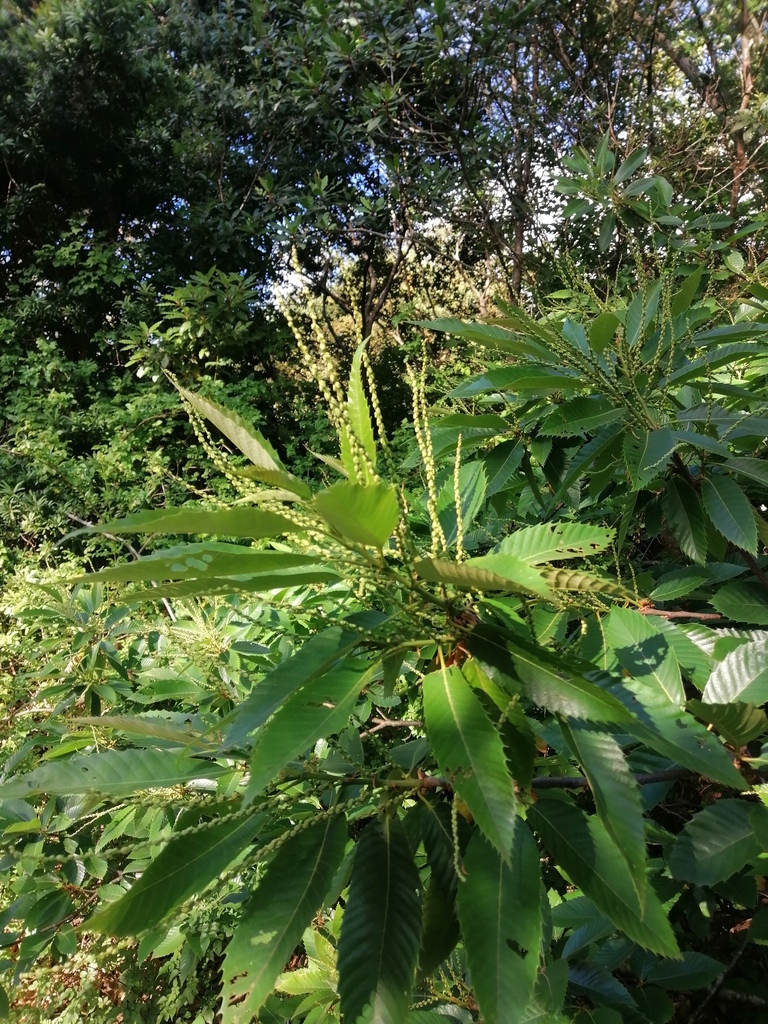 Sweet Chestnut from Wynberg NU (2), Cape Town, 7824, South Africa on ...