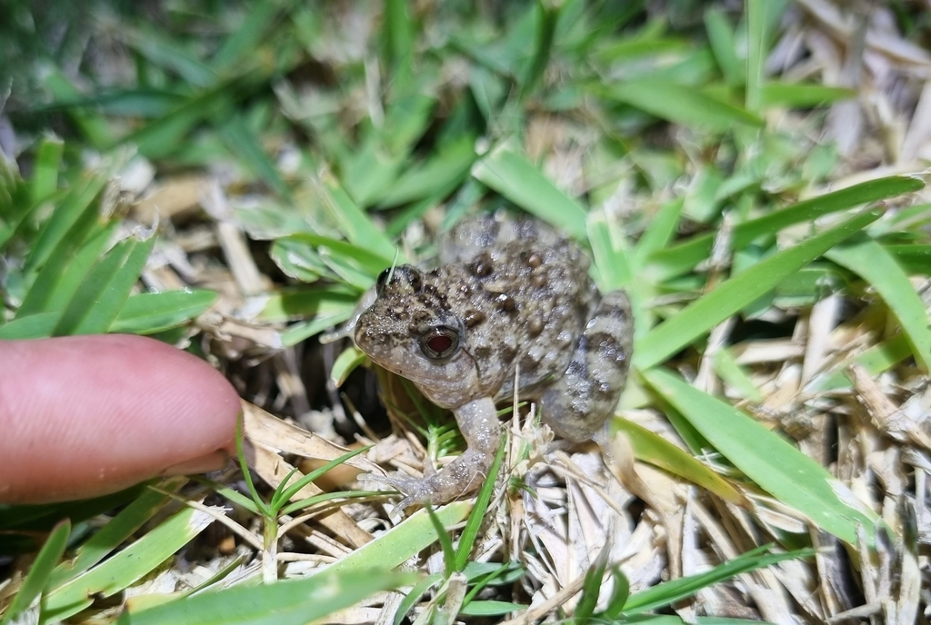 Natal Puddle Frog from Kwadukuza Municipality, South Africa on December ...