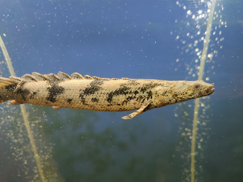 Saddled Bichir from Gangca County, Haibei, Qinghai, China on July 23 ...