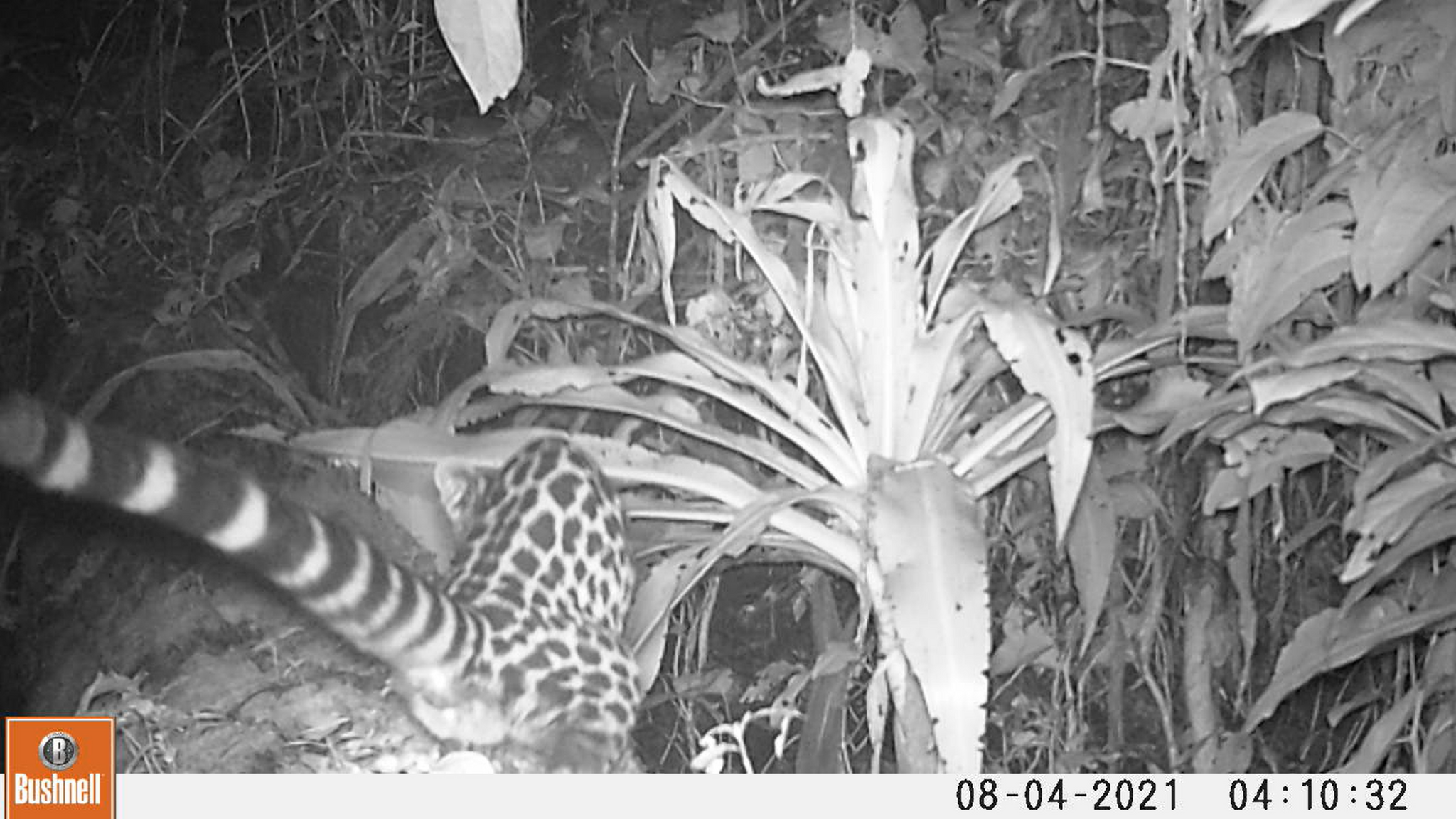 Genetta servalina Pucheran, 1855