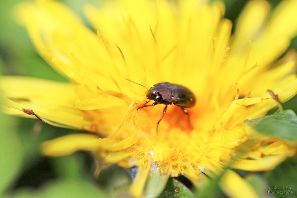 Common Sun Beetle from Trémaouézan, France on March 17, 2021 at 02:14 ...