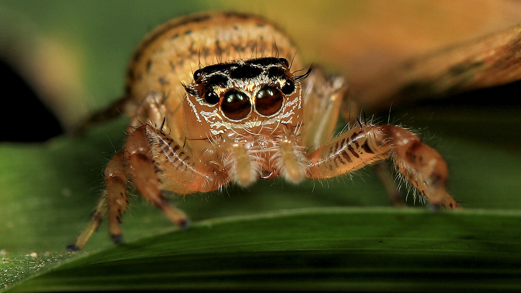Goldband Thyene Jumping Spider from Blyde River, near Hoedspruit, RSA ...
