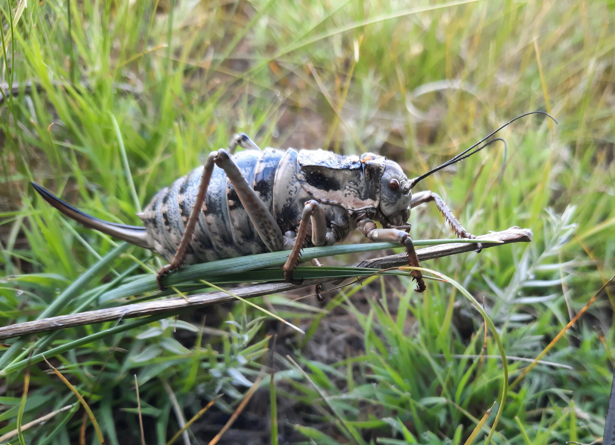 Deracantha Fischer von Waldheim, 1833