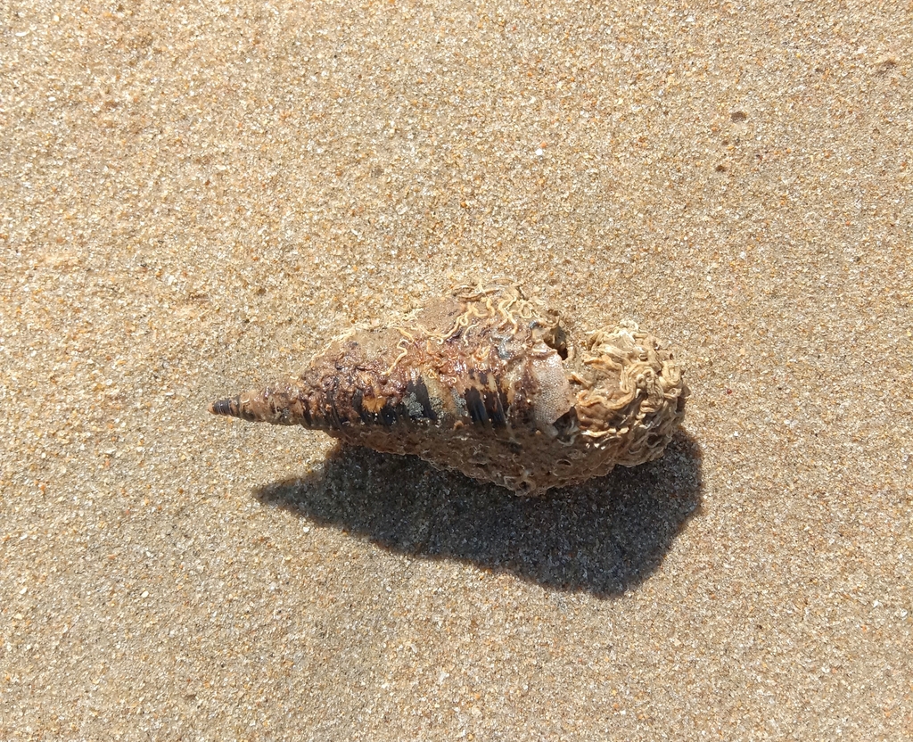 Common Tower Shell from Marina Beach Chennai on December 02, 2022 at 02 ...