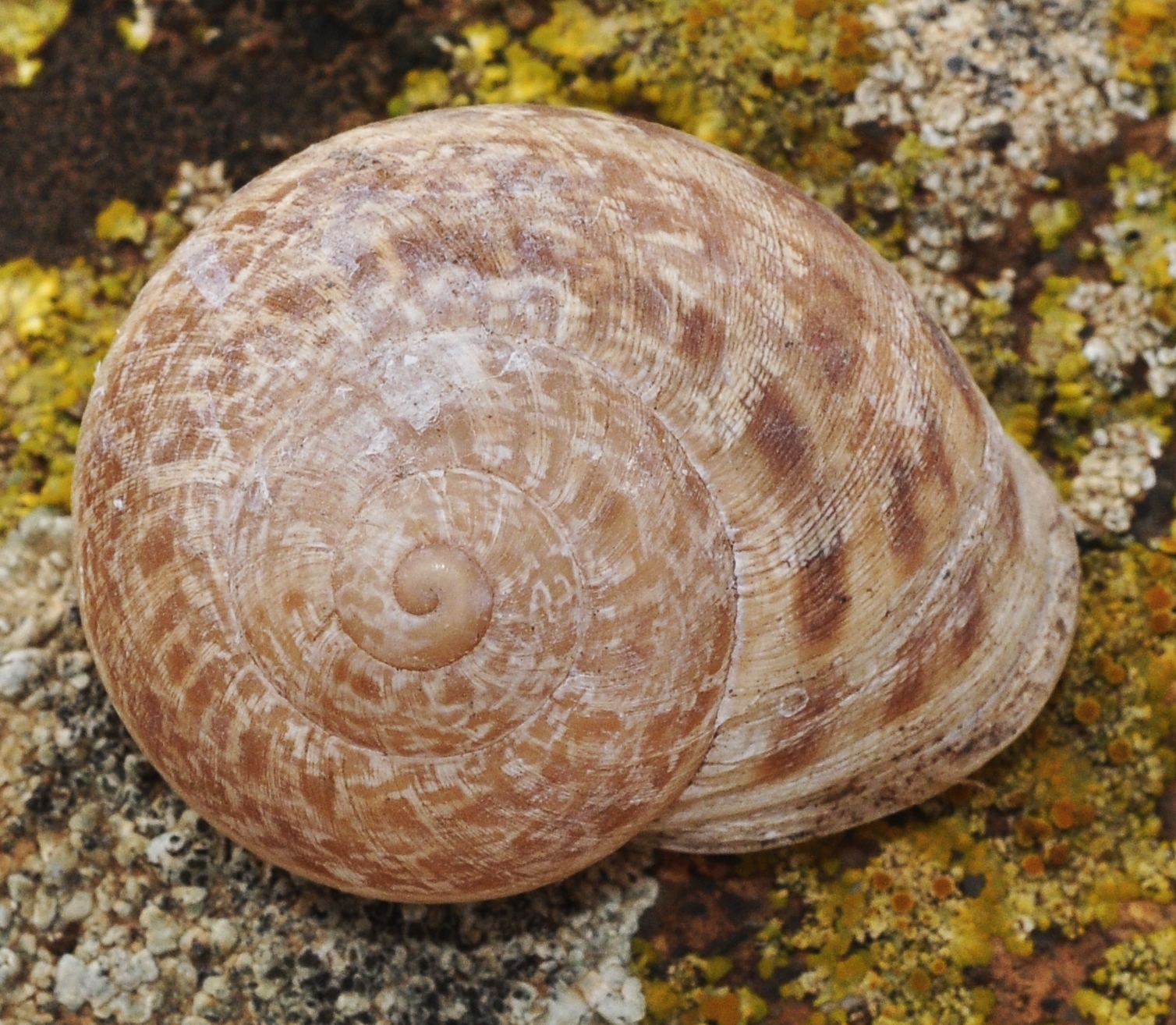 Iberus alonensis (A.Férussac, 1821)