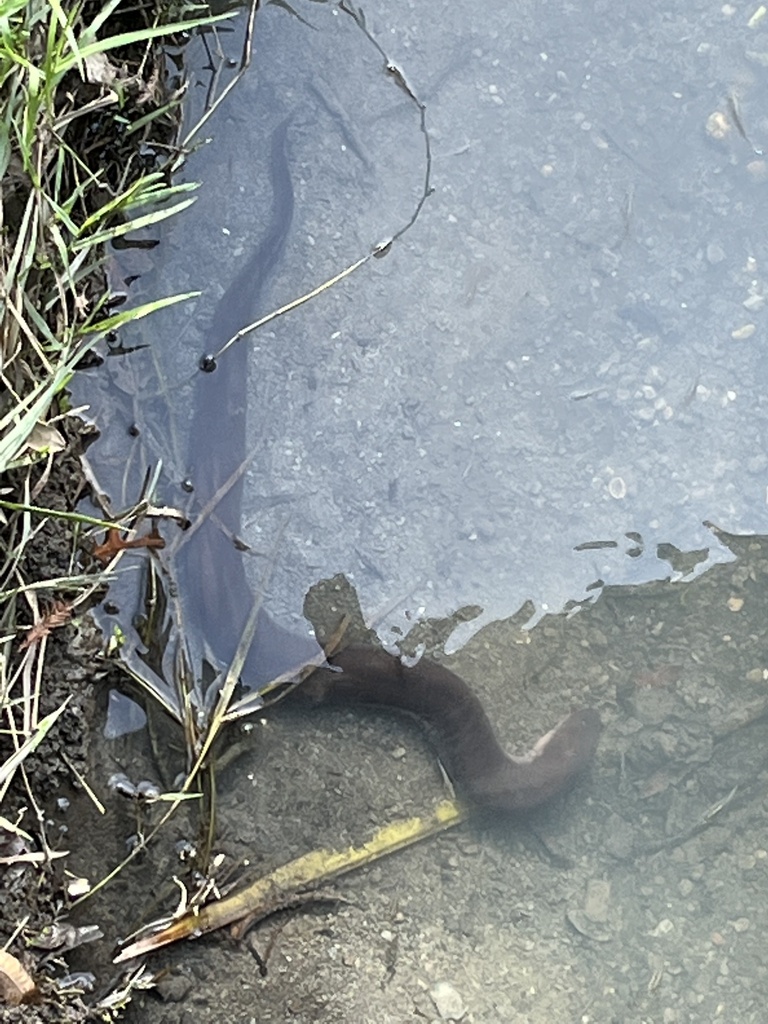 Amphiumas from Louisiana State University, Baton Rouge, LA, US on ...