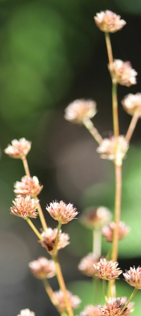 Juncus capensis from West Coast District Municipality, South Africa on ...