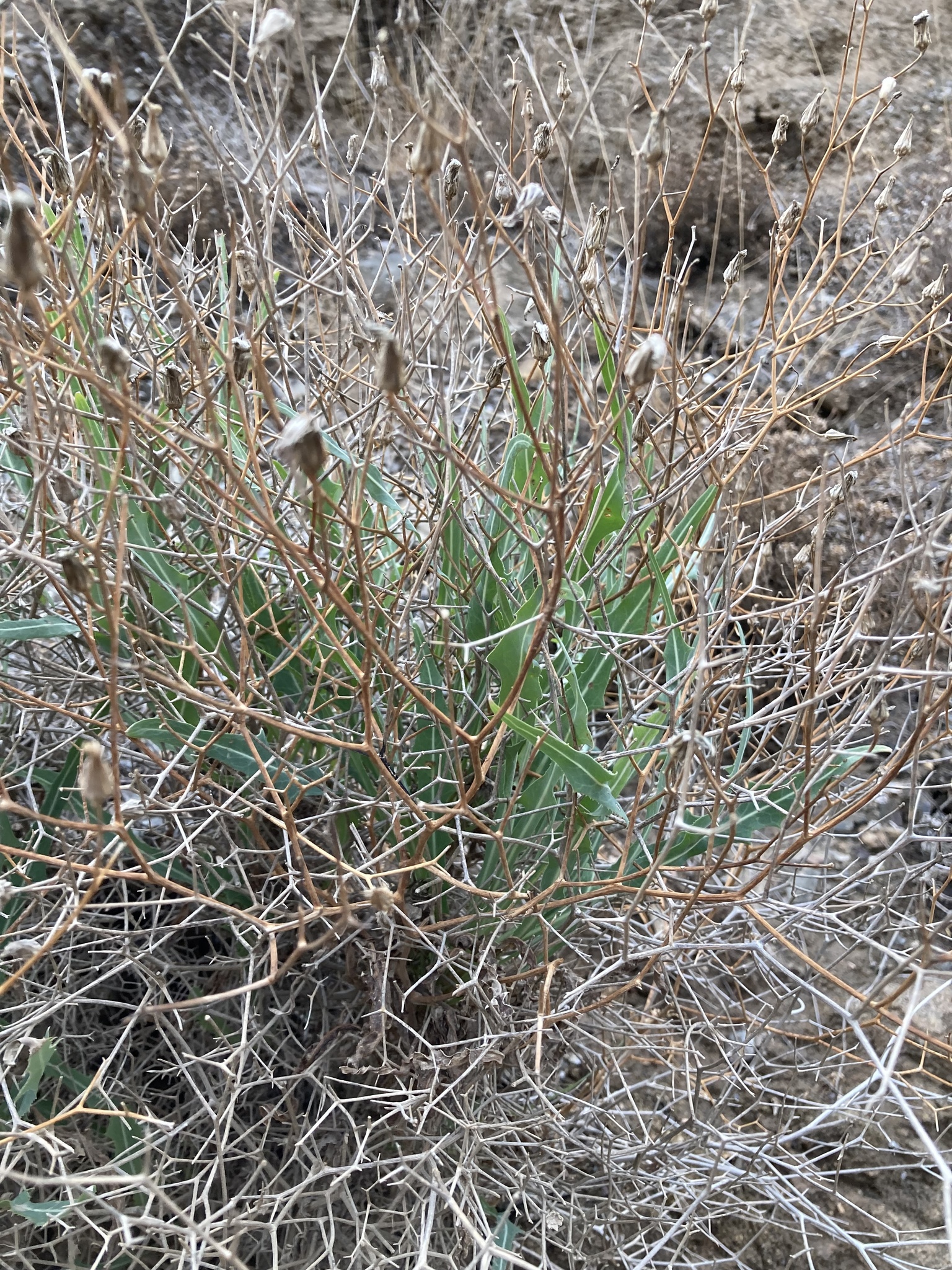 Launaea lanifera Pau