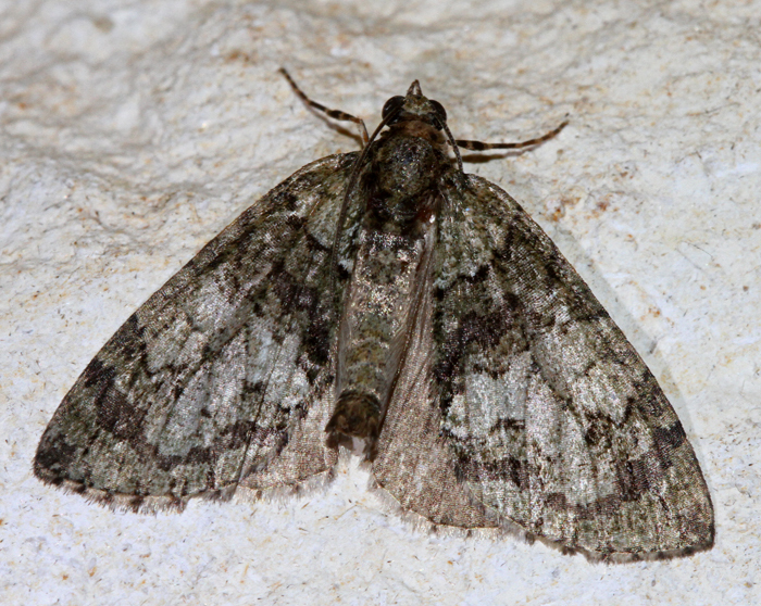 Transfigured Hydriomena Moth from Edwards County, TX, USA on March 25 ...