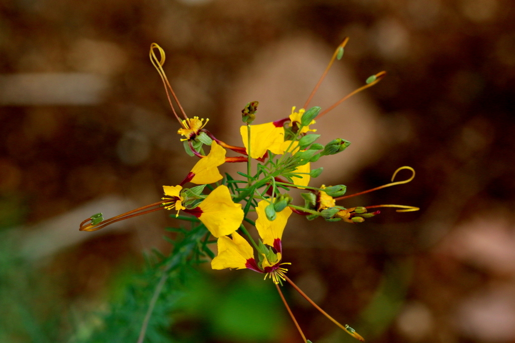 Yellow Mouse Whiskers from Mopani District Municipality, South Africa ...