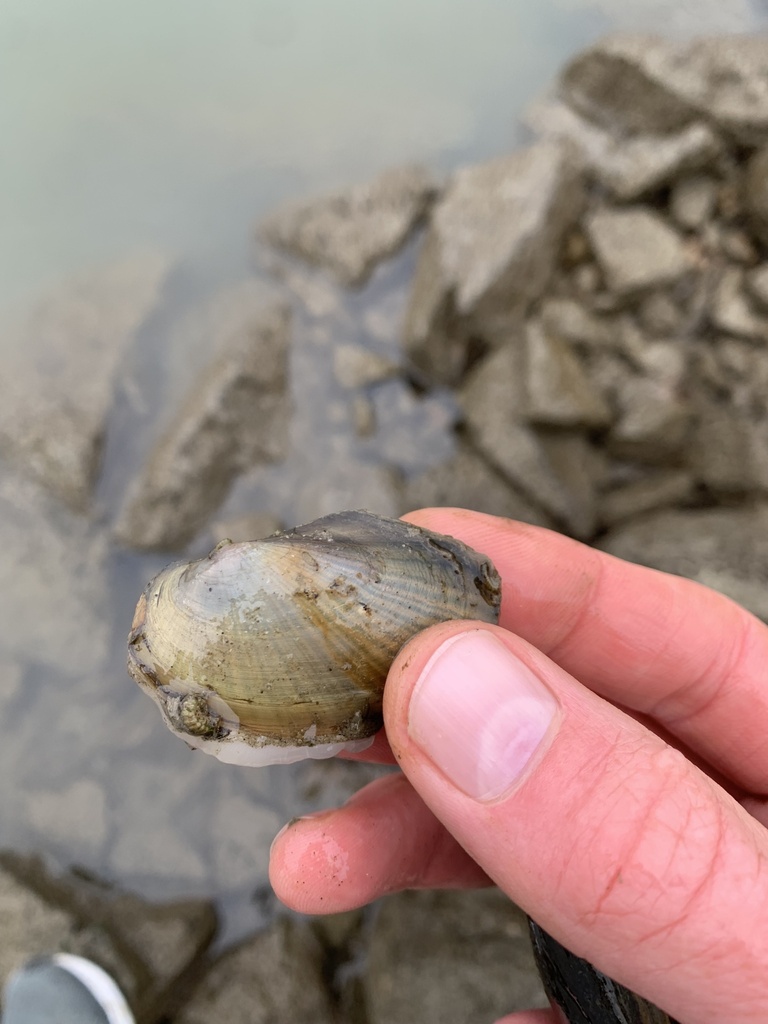 Fragile Papershell from Missouri River, Jefferson City, MO, US on ...