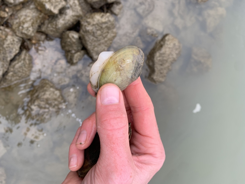Fragile Papershell from Missouri River, Jefferson City, MO, US on ...