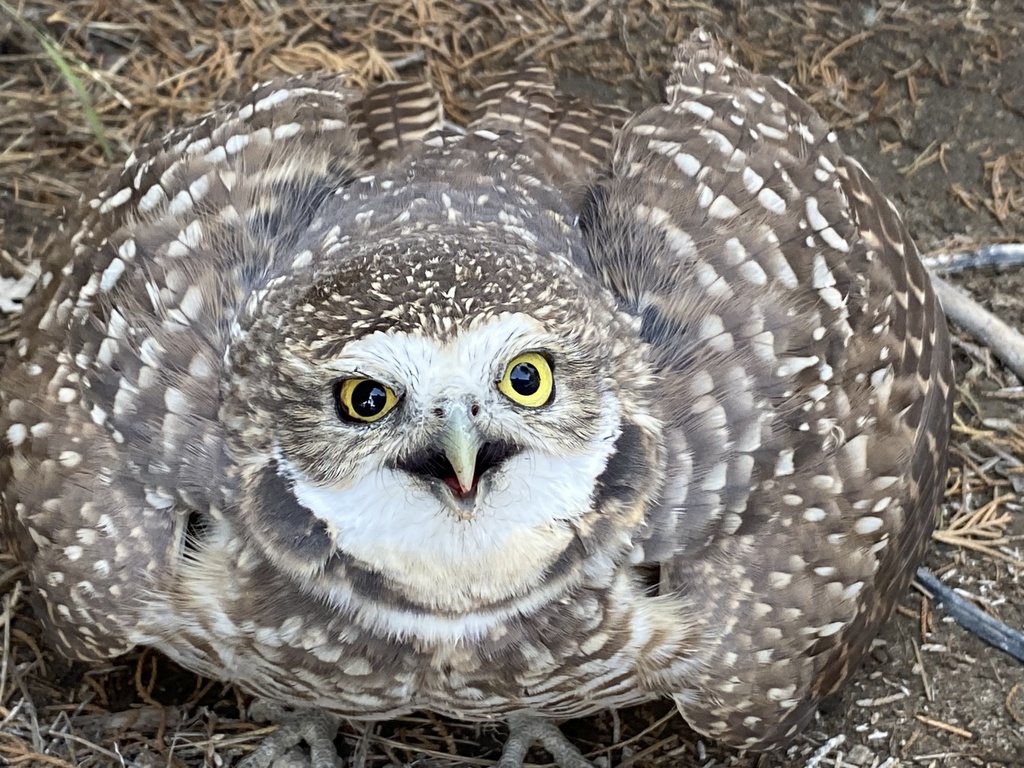 Burrowing Owl from Hortense Dr, Westminster, CA, US on November 17 ...