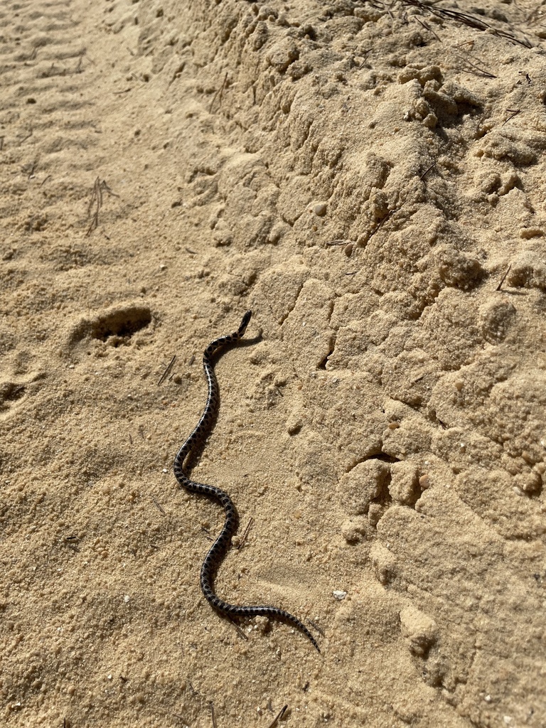 Short-tailed Snake in December 2022 by a_herping_hand · iNaturalist