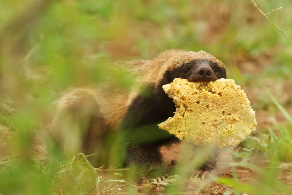 Cape Ratel from Ehlanzeni, Südafrika on November 5, 2022 at 08:22 AM by ...