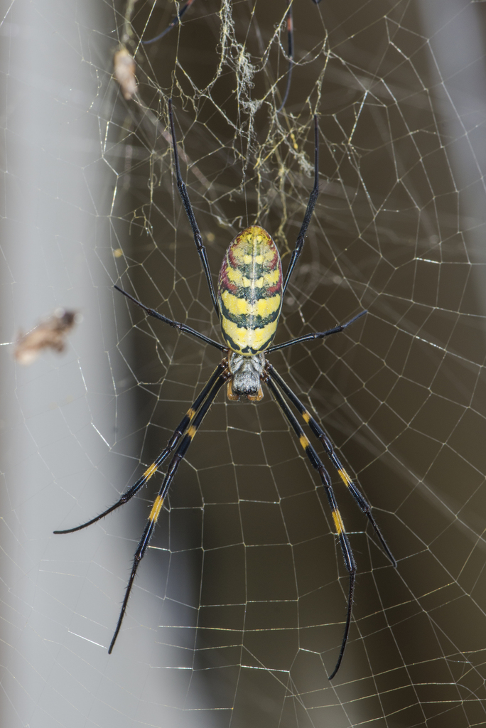 Joro Spider from NEHU, Shillong, Meghalaya on September 25, 2015 at 03: ...