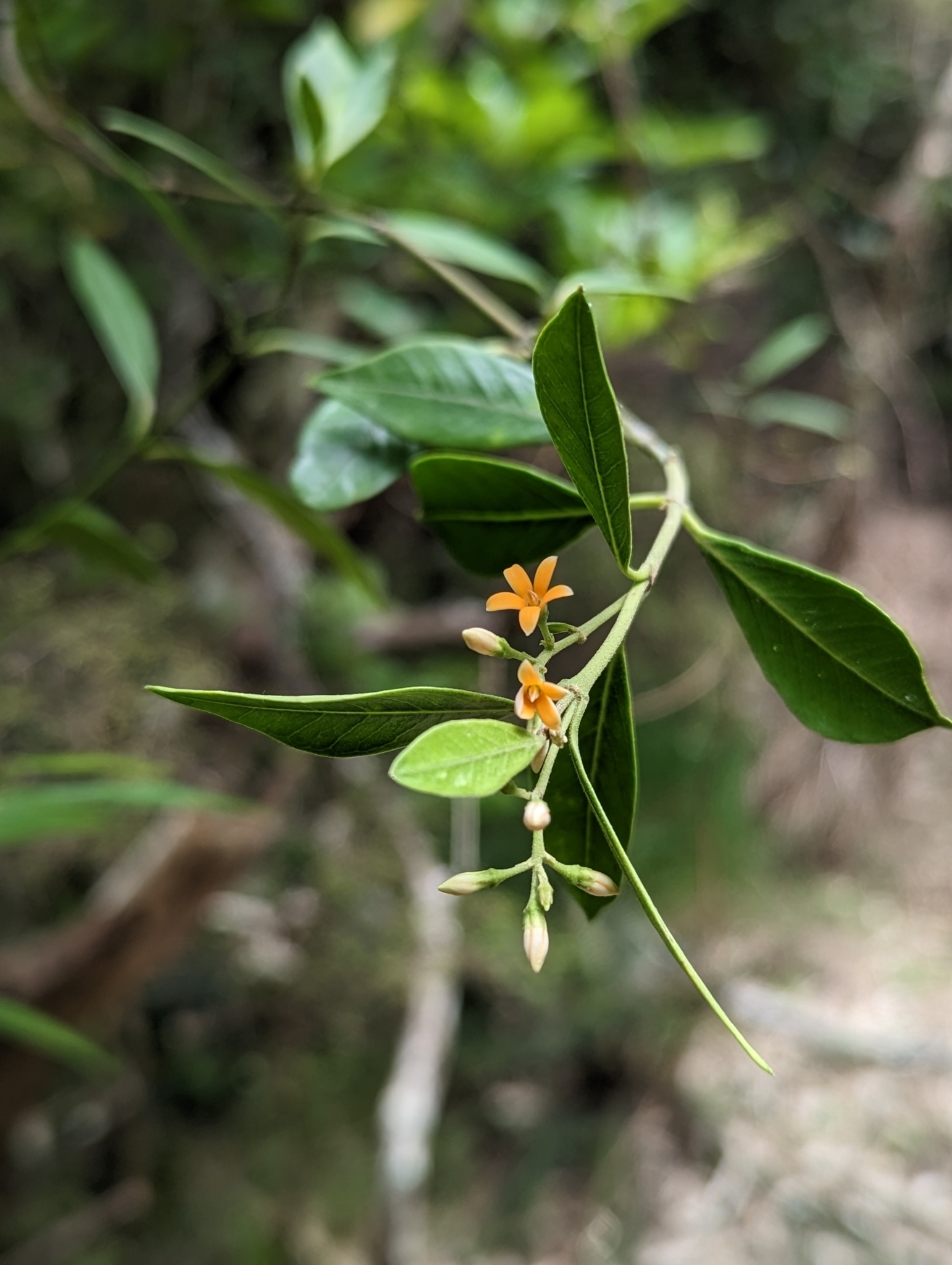 Cestrum aurantiacum Lindl.