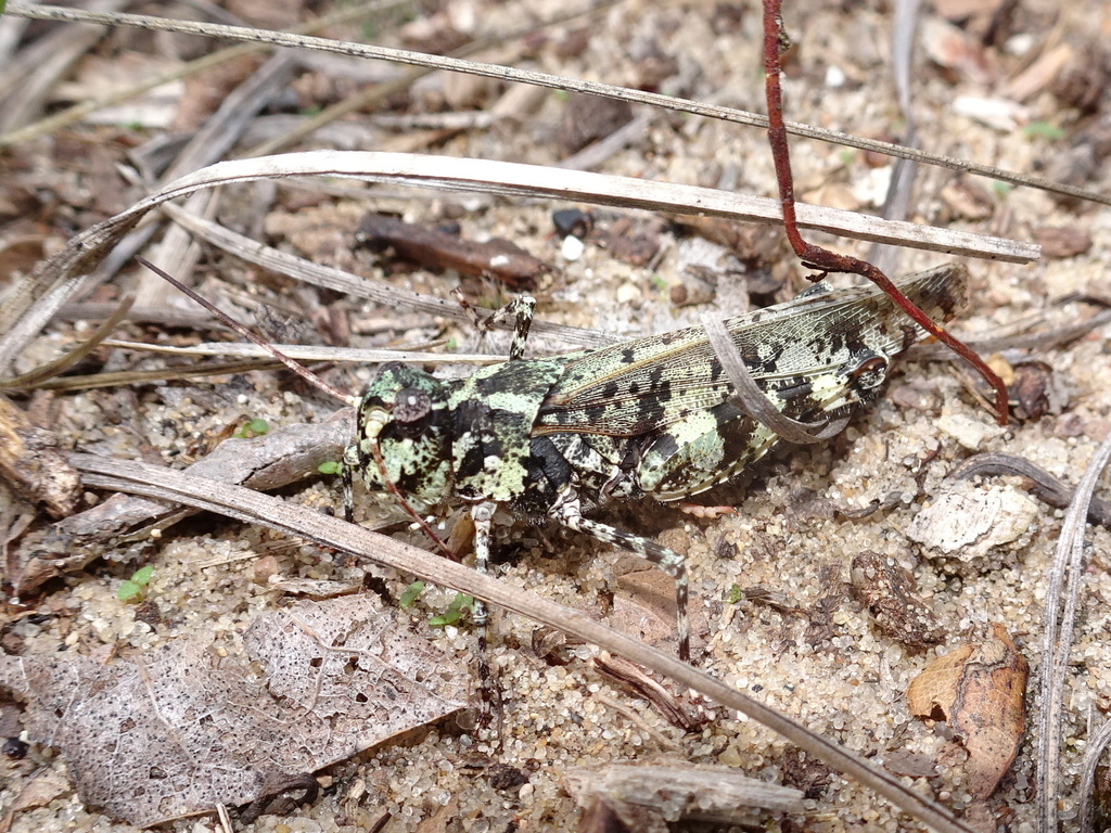 Northern Marbled Grasshopper from Lake County, MI, USA on September 8 ...