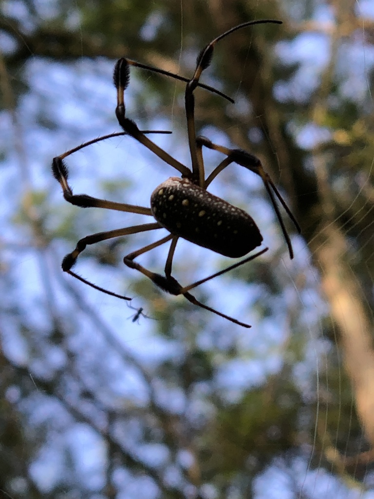 Golden Silk Spider from Parque Nacional Cañón del Río Blanco ...